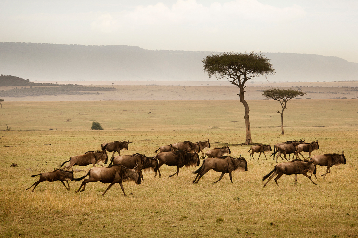 The Great Migration 2025: Timing Your Visit for an Unforgettable ...